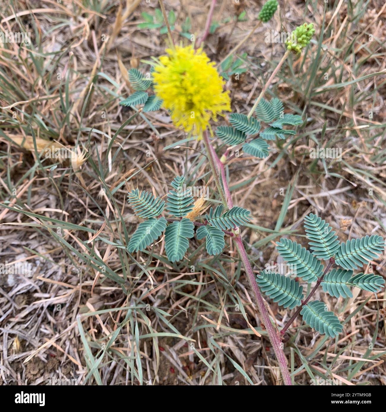Yellow Puff (Neptunia lutea Stock Photo - Alamy
