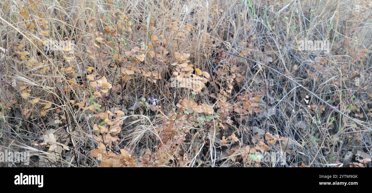 California Maidenhair Fern (Adiantum jordanii Stock Photo - Alamy