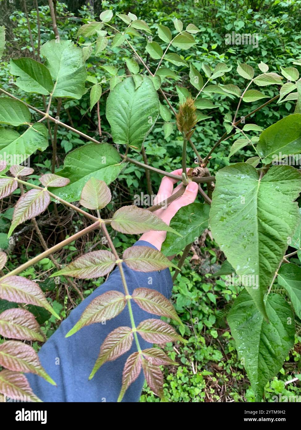 Japanese angelica tree (Aralia elata Stock Photo - Alamy