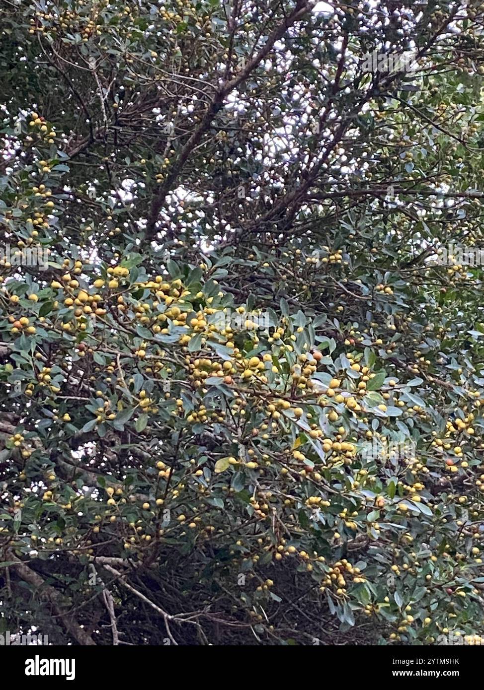 Natal fig (Ficus natalensis Stock Photo - Alamy