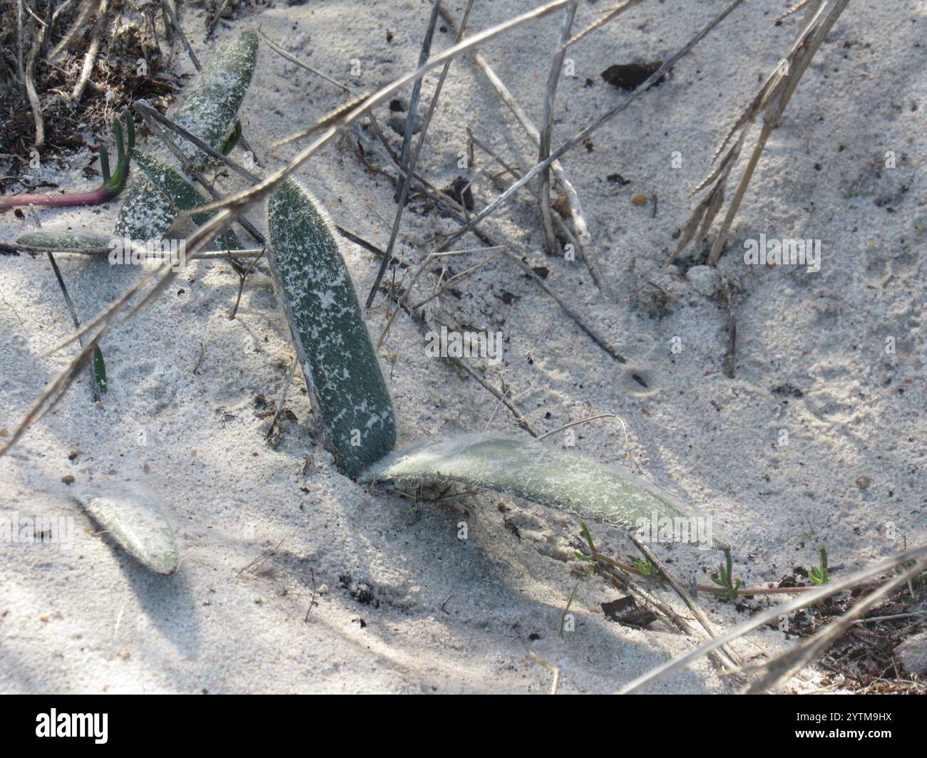 Haemanthus pubescens hi-res stock photography and images - Alamy