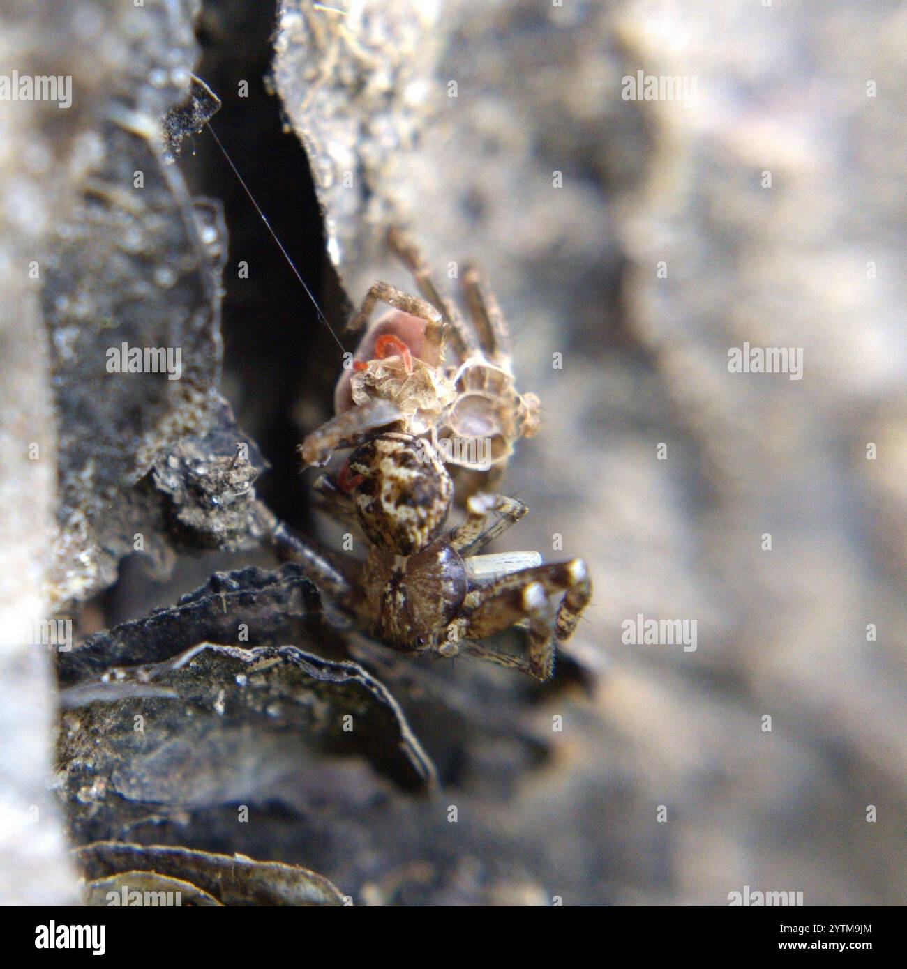 Crab Spiders (Thomisidae Stock Photo - Alamy