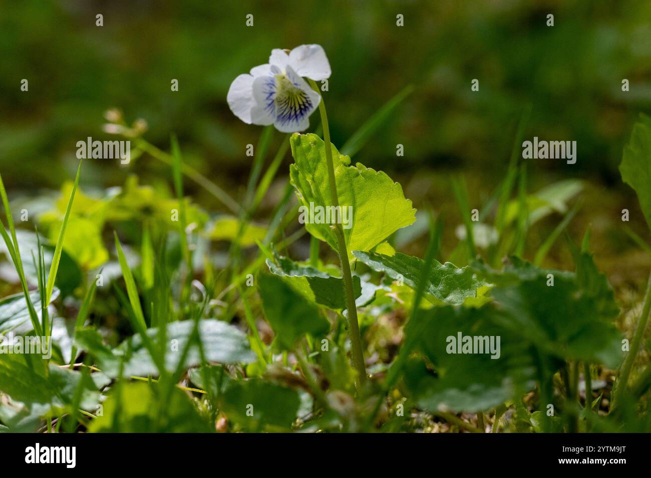 northern white violet (Viola minuscula Stock Photo - Alamy