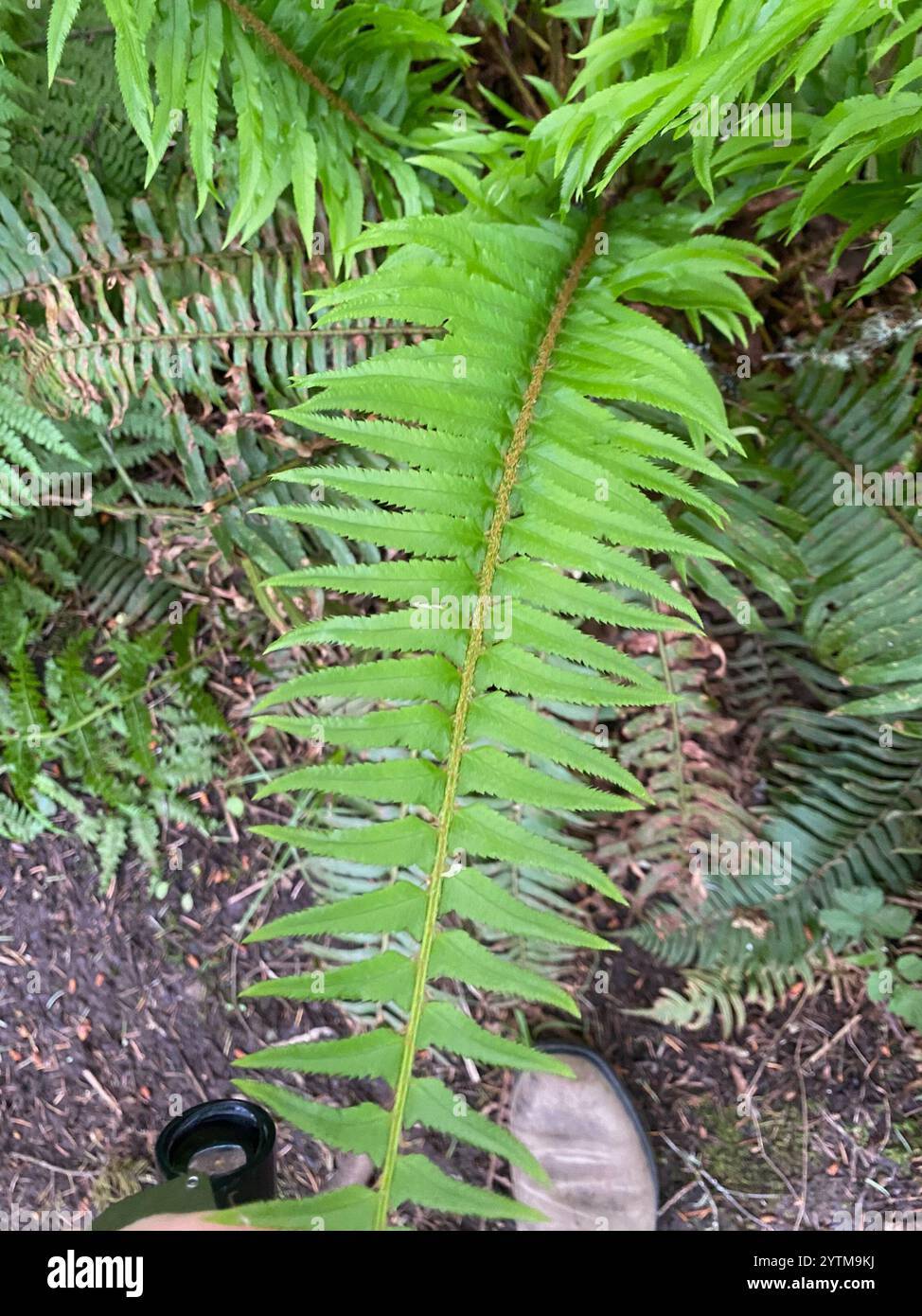 western sword fern (Polystichum munitum Stock Photo - Alamy