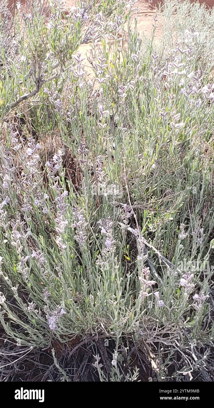 Frosted Mint (Poliomintha incana Stock Photo - Alamy