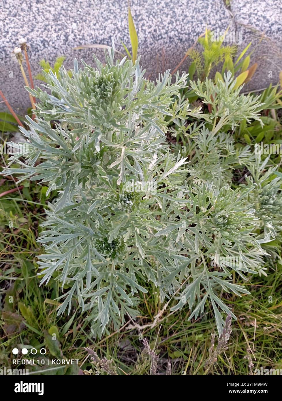 absinthe wormwood (Artemisia absinthium Stock Photo - Alamy