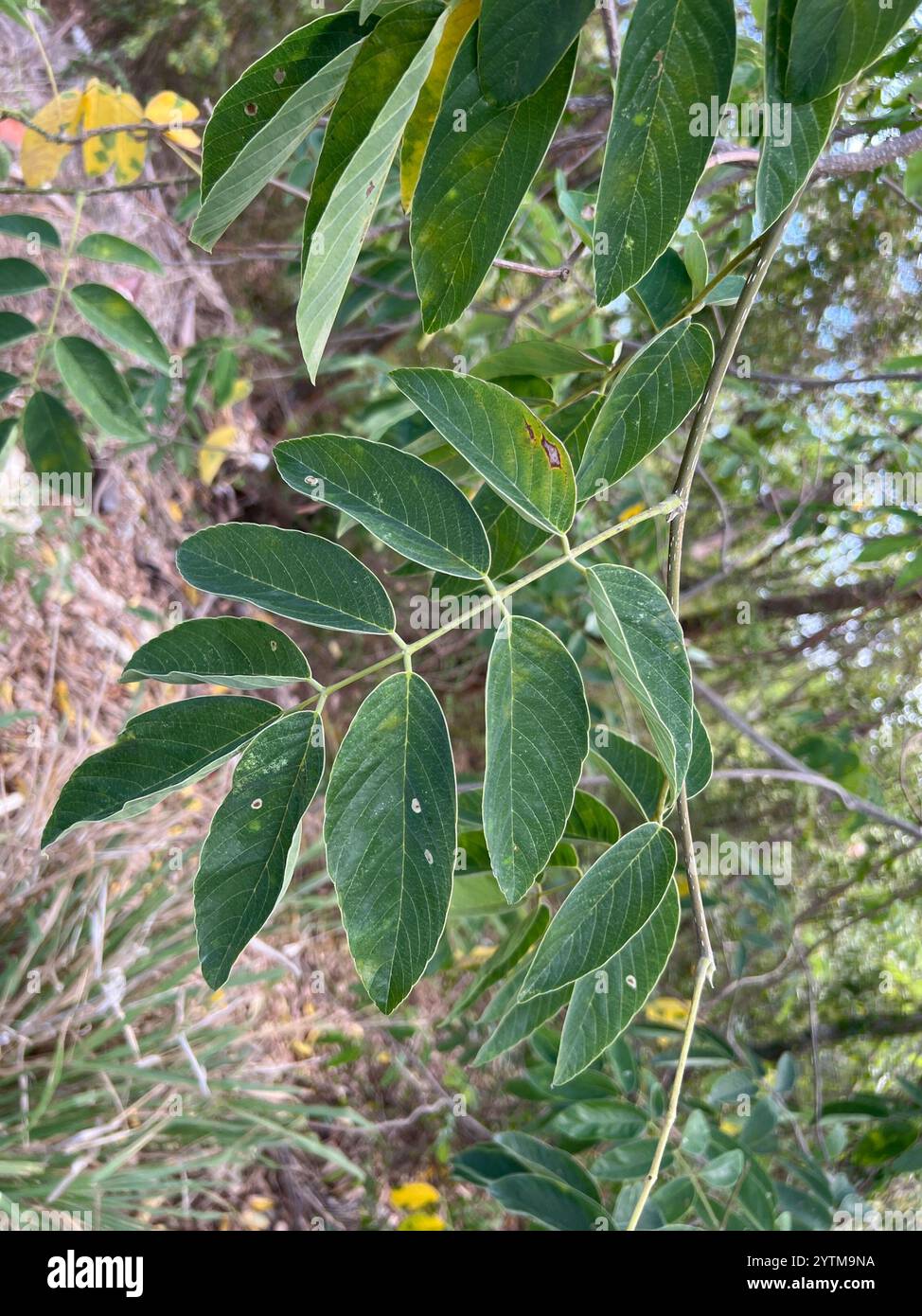 Stinkwood (Piscidia carthagenensis Stock Photo - Alamy