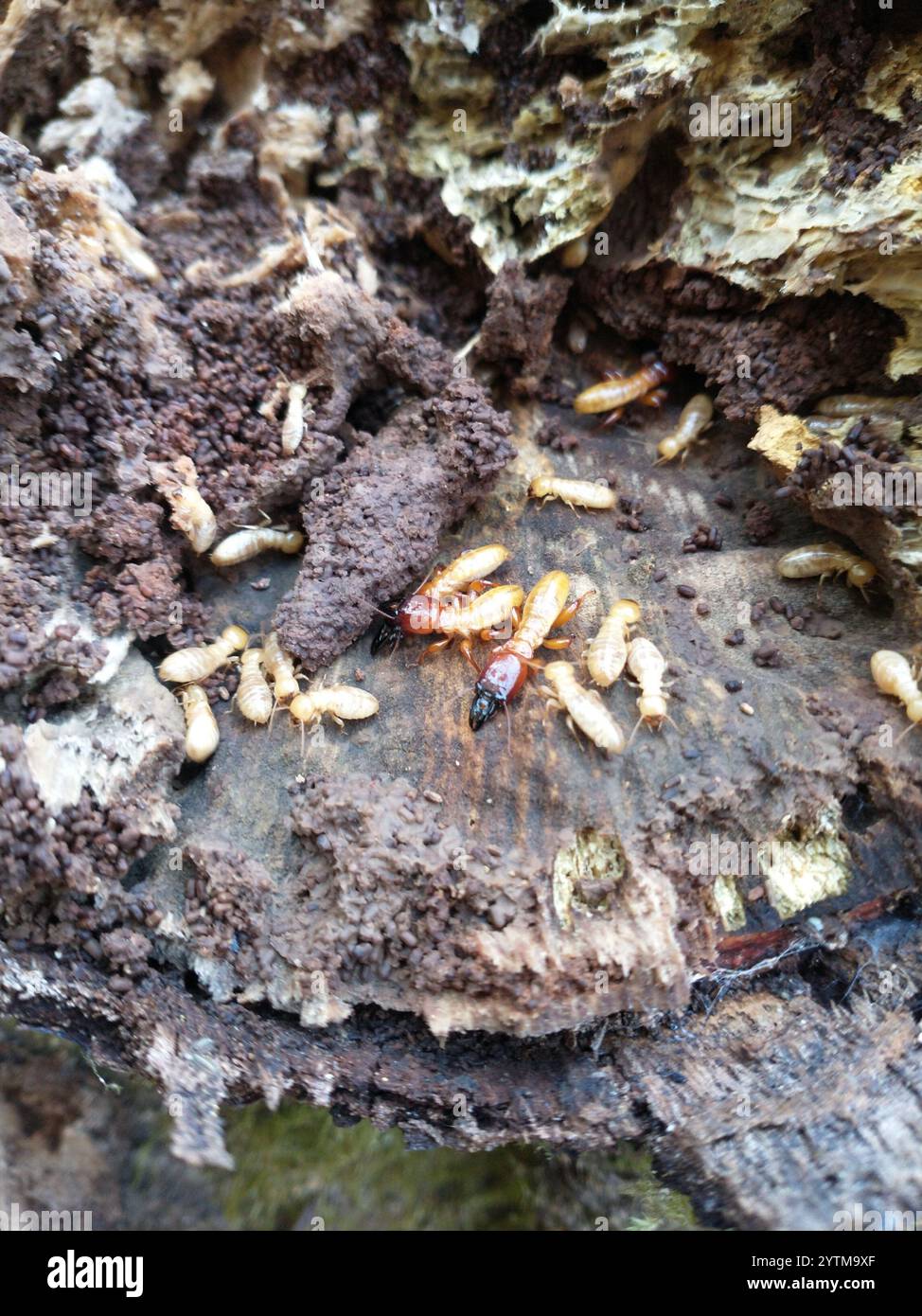 Zootermopsis hi-res stock photography and images - Alamy