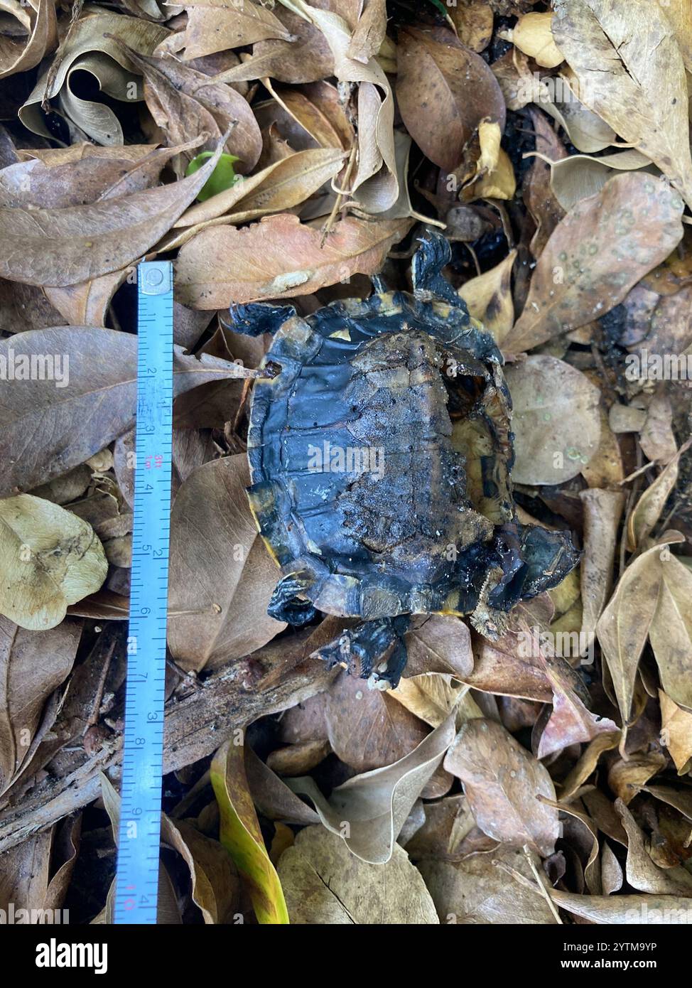 Pond Slider (Trachemys scripta Stock Photo - Alamy