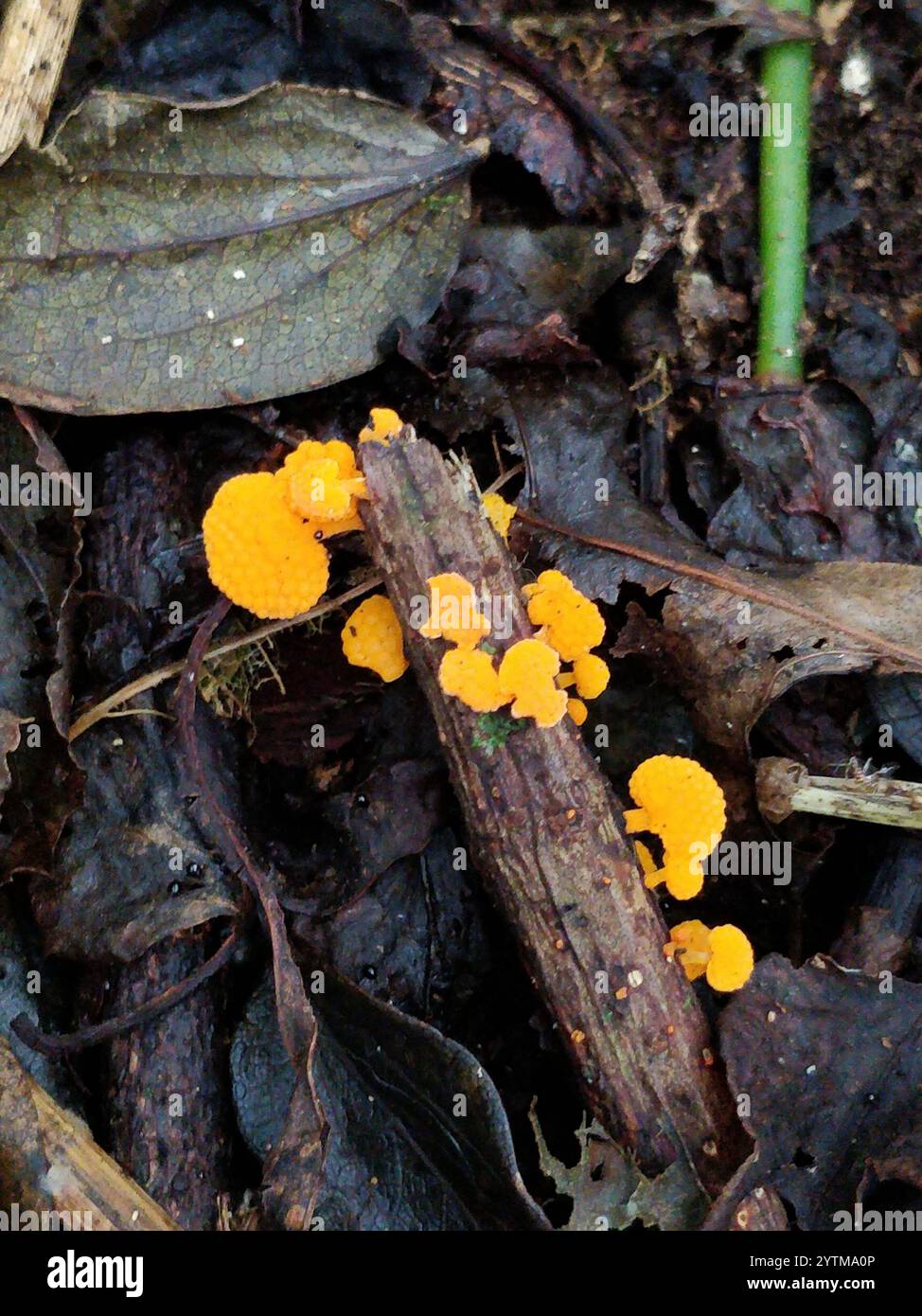 orange pore fungus (Favolaschia claudopus Stock Photo - Alamy