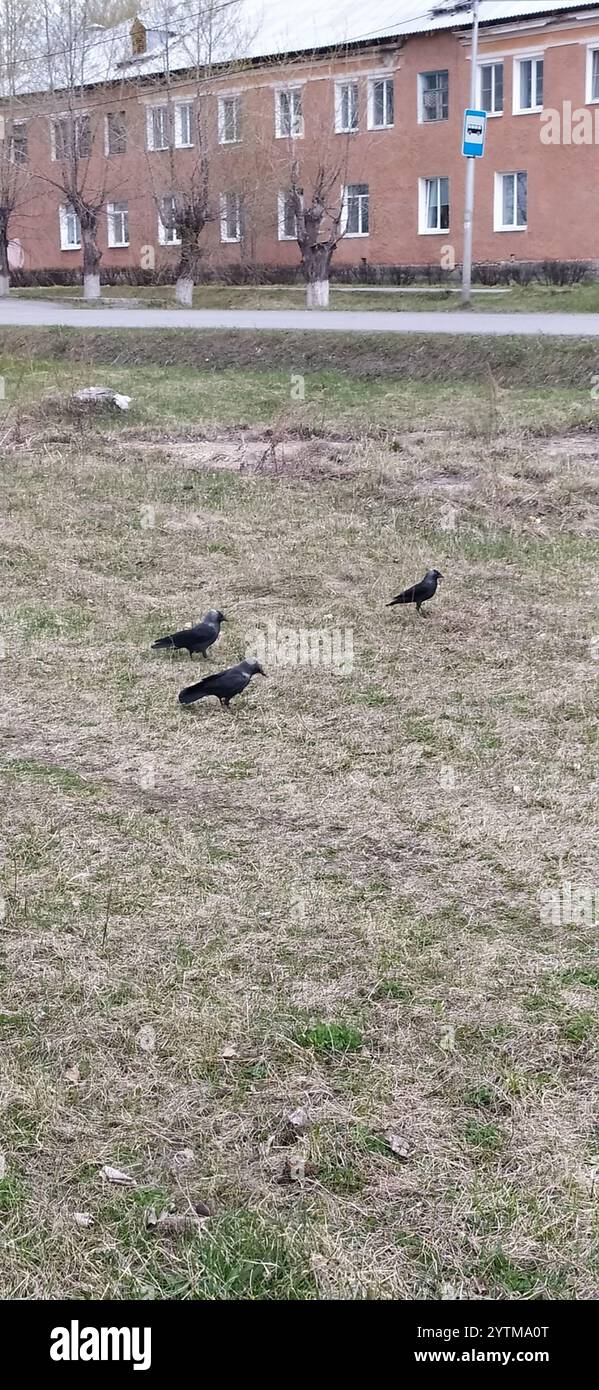 Eurasian Jackdaw (Coloeus monedula Stock Photo - Alamy