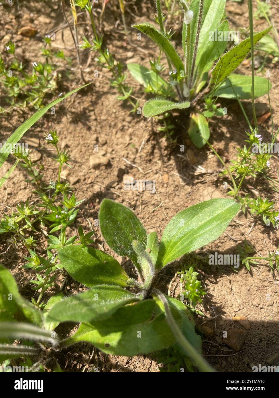 dwarf plantain (Plantago virginica Stock Photo - Alamy