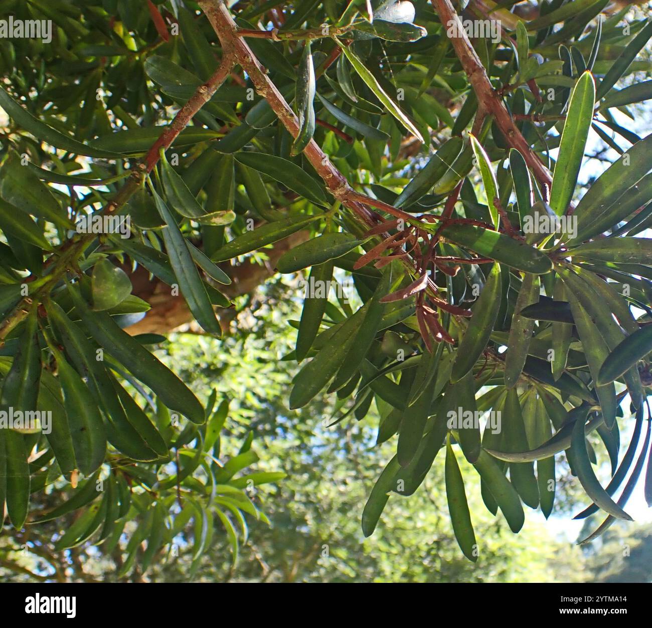 real yellowwood (Podocarpus latifolius Stock Photo - Alamy