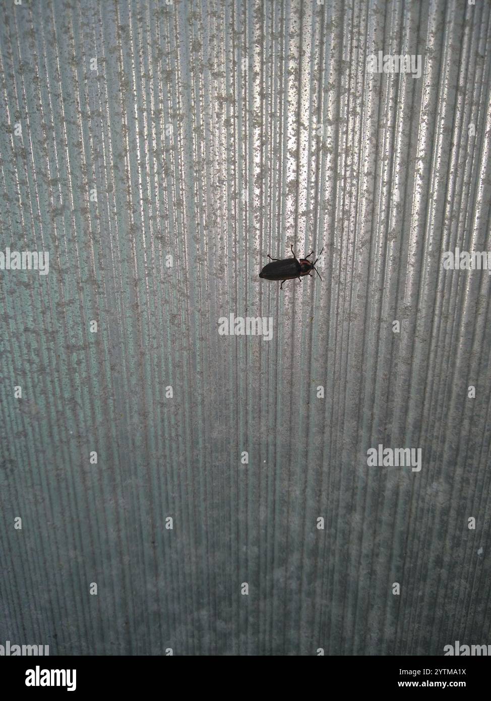 Winter Firefly (Ellychnia corrusca Stock Photo - Alamy