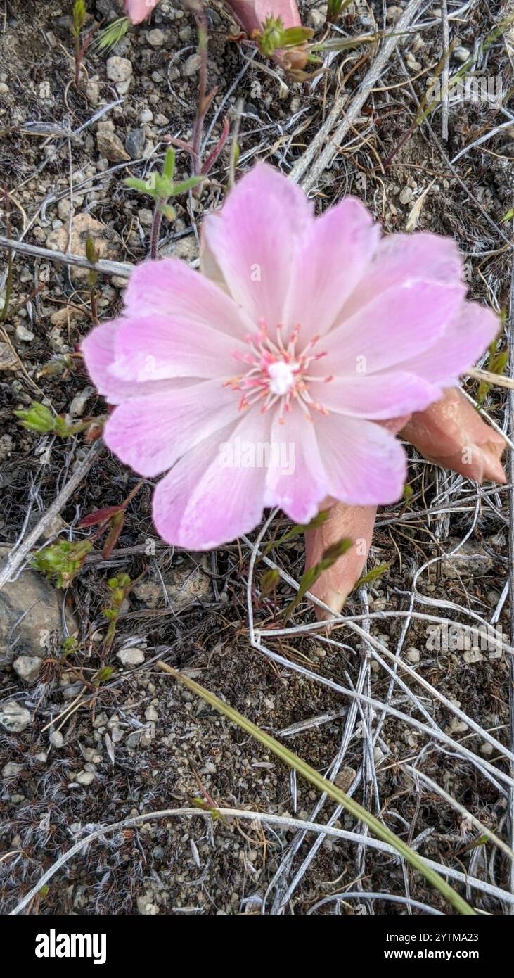 Bitterroot (Lewisia rediviva Stock Photo - Alamy
