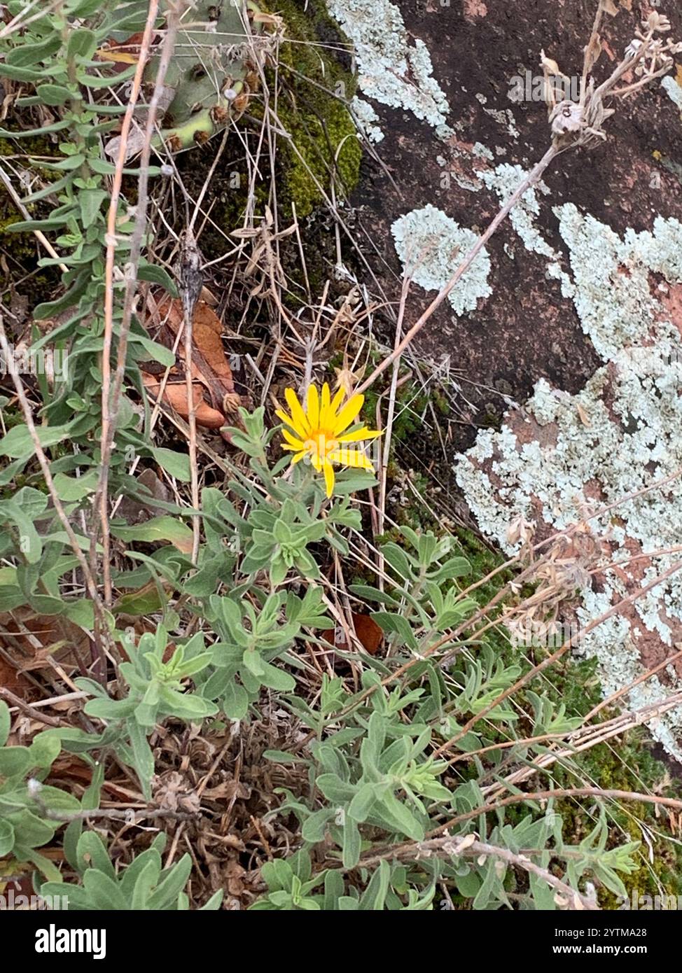 Stiffleaf False Goldenaster (Heterotheca stenophylla Stock Photo - Alamy