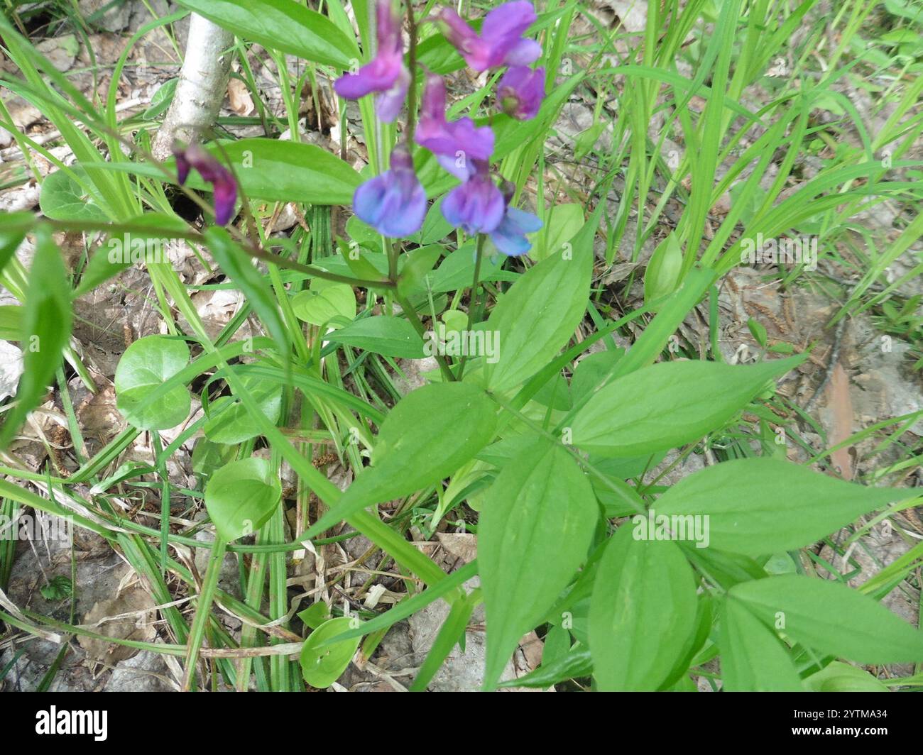 spring vetch (Lathyrus vernus Stock Photo - Alamy
