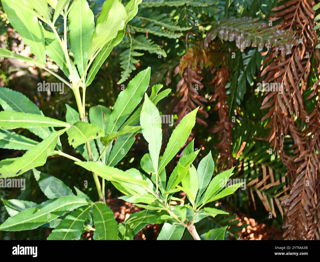 Witels (Platylophus trifoliatus Stock Photo - Alamy
