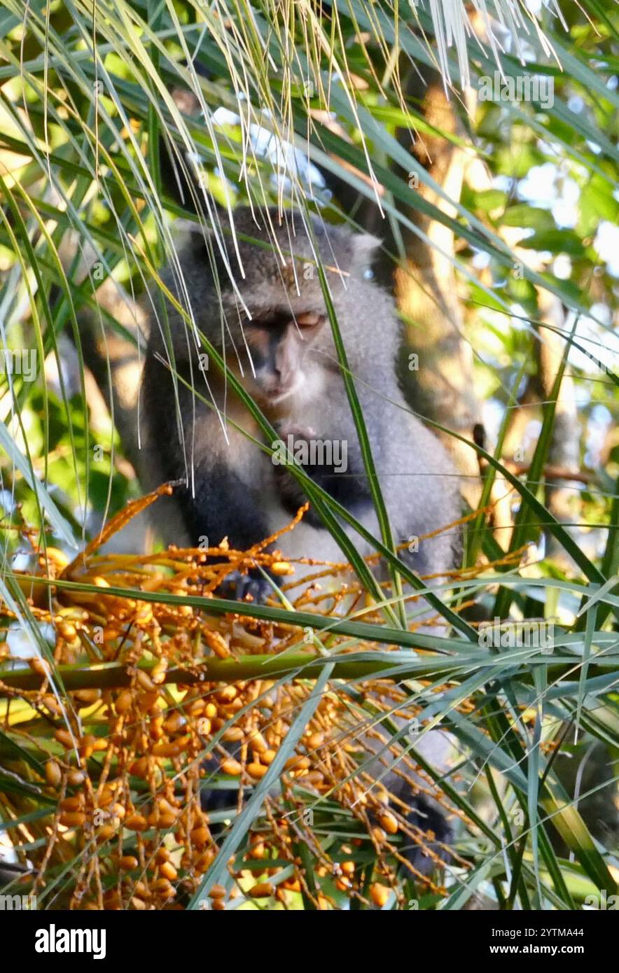 Blue Monkey (Cercopithecus mitis Stock Photo - Alamy