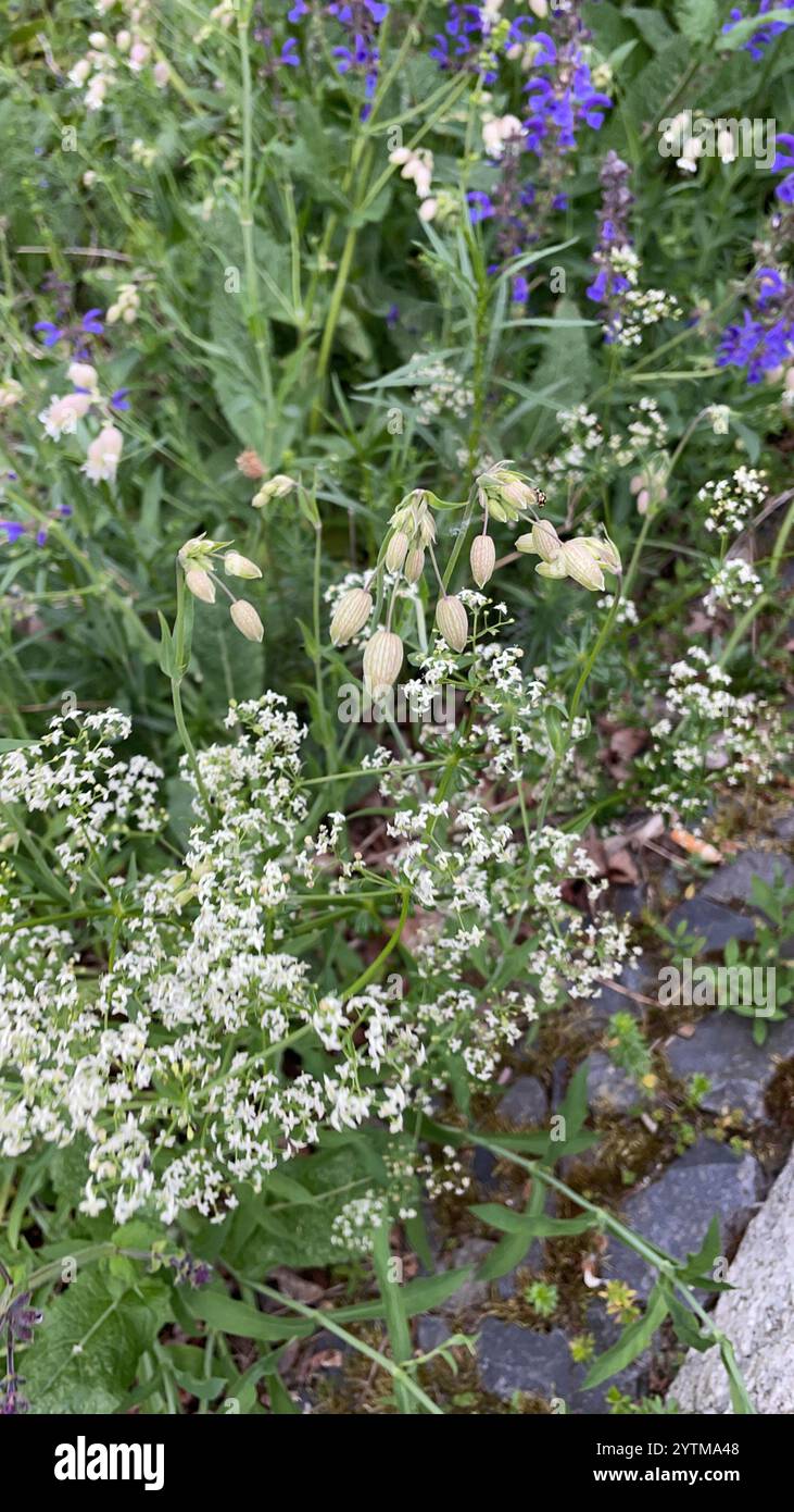 bladder campion (Silene vulgaris Stock Photo - Alamy