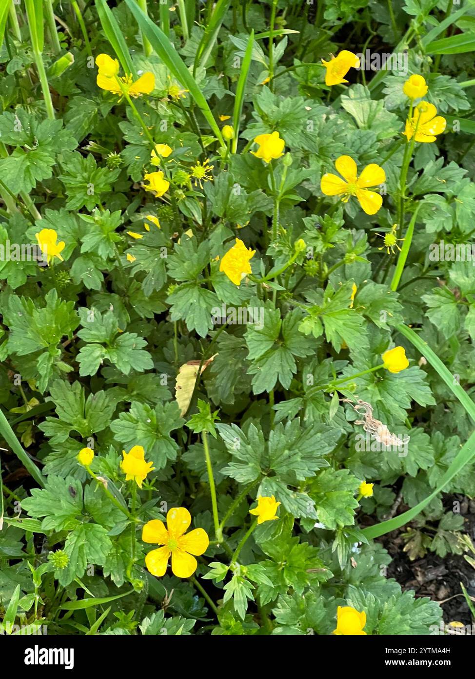 Creeping buttercup (Ranunculus repens Stock Photo - Alamy