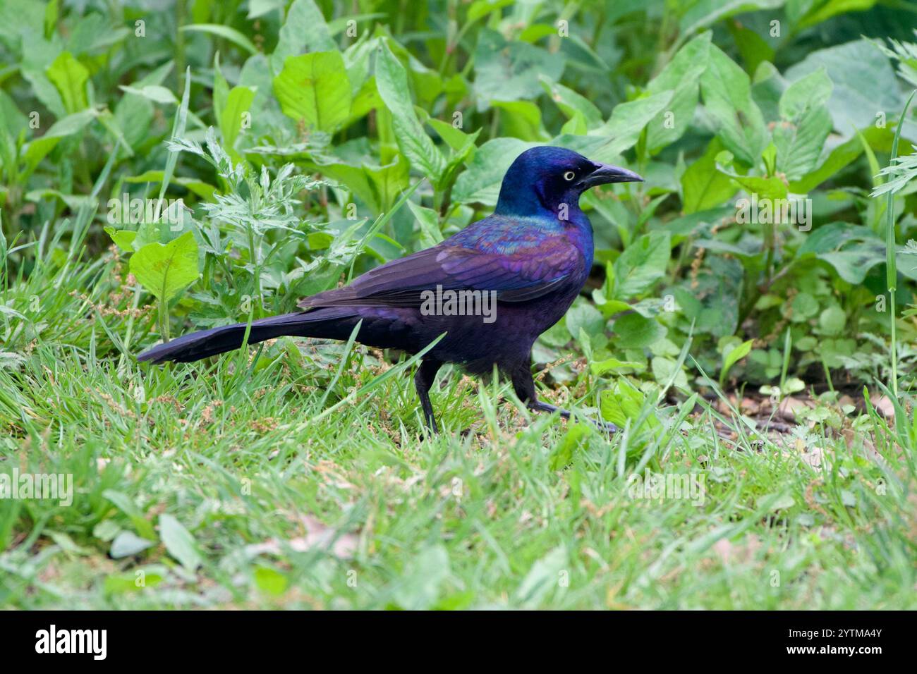 Common Grackle (Quiscalus quiscula Stock Photo - Alamy