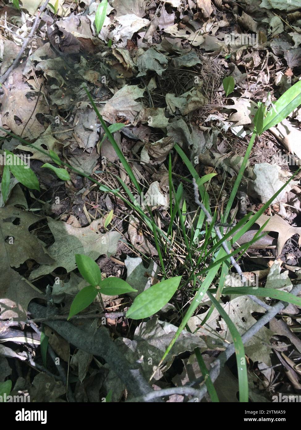 White-grained Mountain-ricegrass (Oryzopsis asperifolia Stock Photo - Alamy