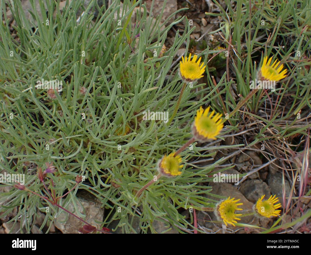 Desert Yellow Fleabane (Erigeron linearis Stock Photo - Alamy