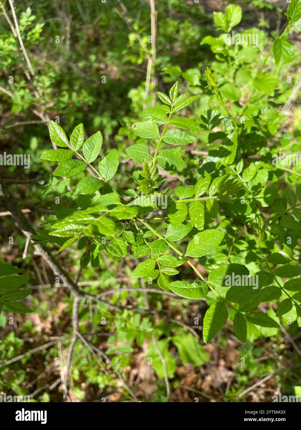 common prickly ash (Zanthoxylum americanum Stock Photo - Alamy