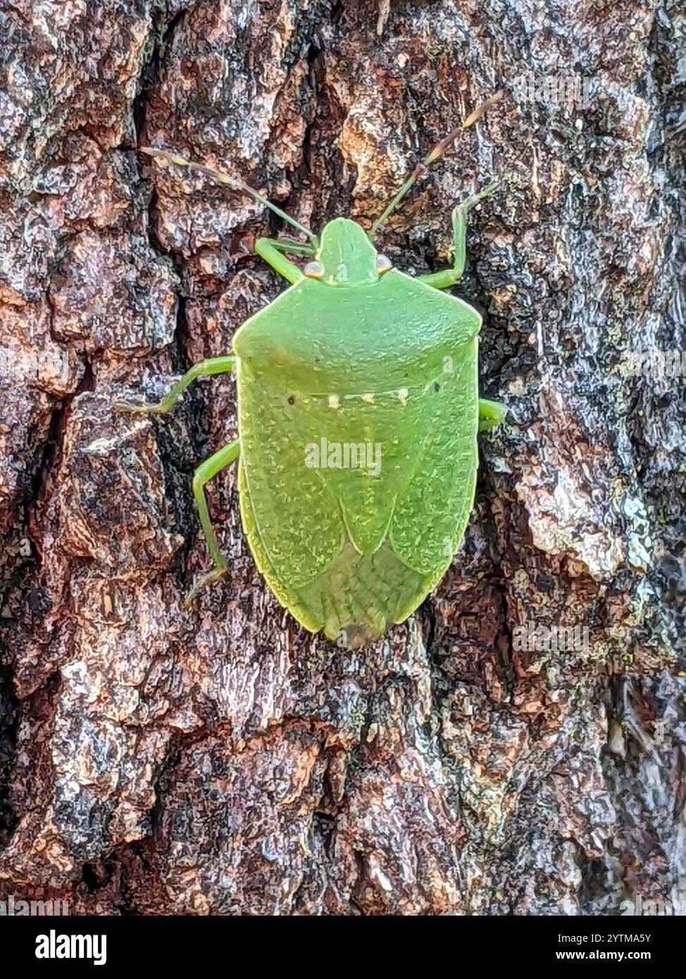 Southern Green Stink Bug (Nezara viridula Stock Photo - Alamy