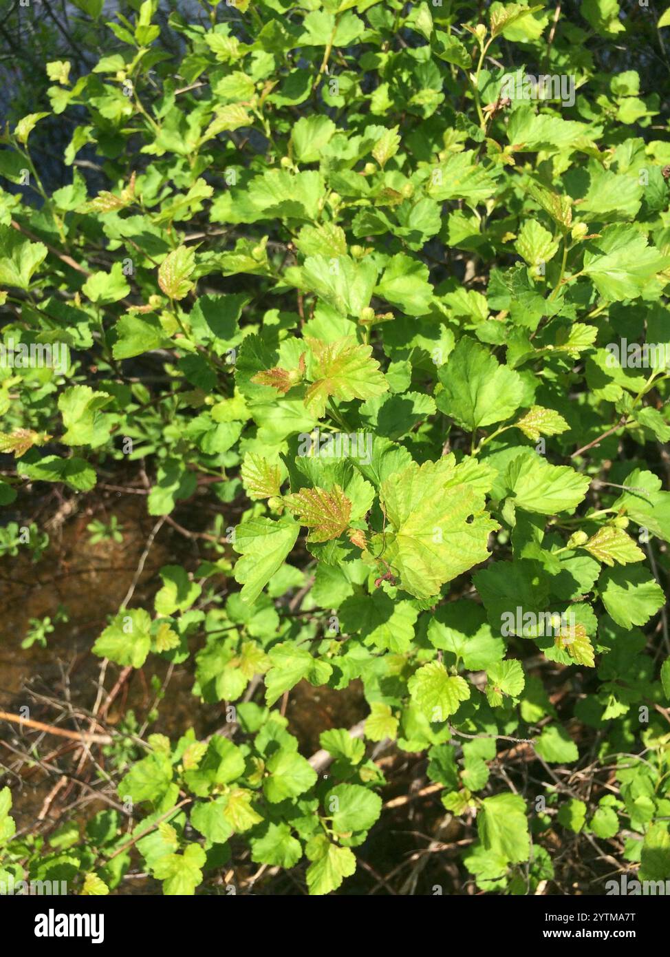 common ninebark (Physocarpus opulifolius Stock Photo - Alamy