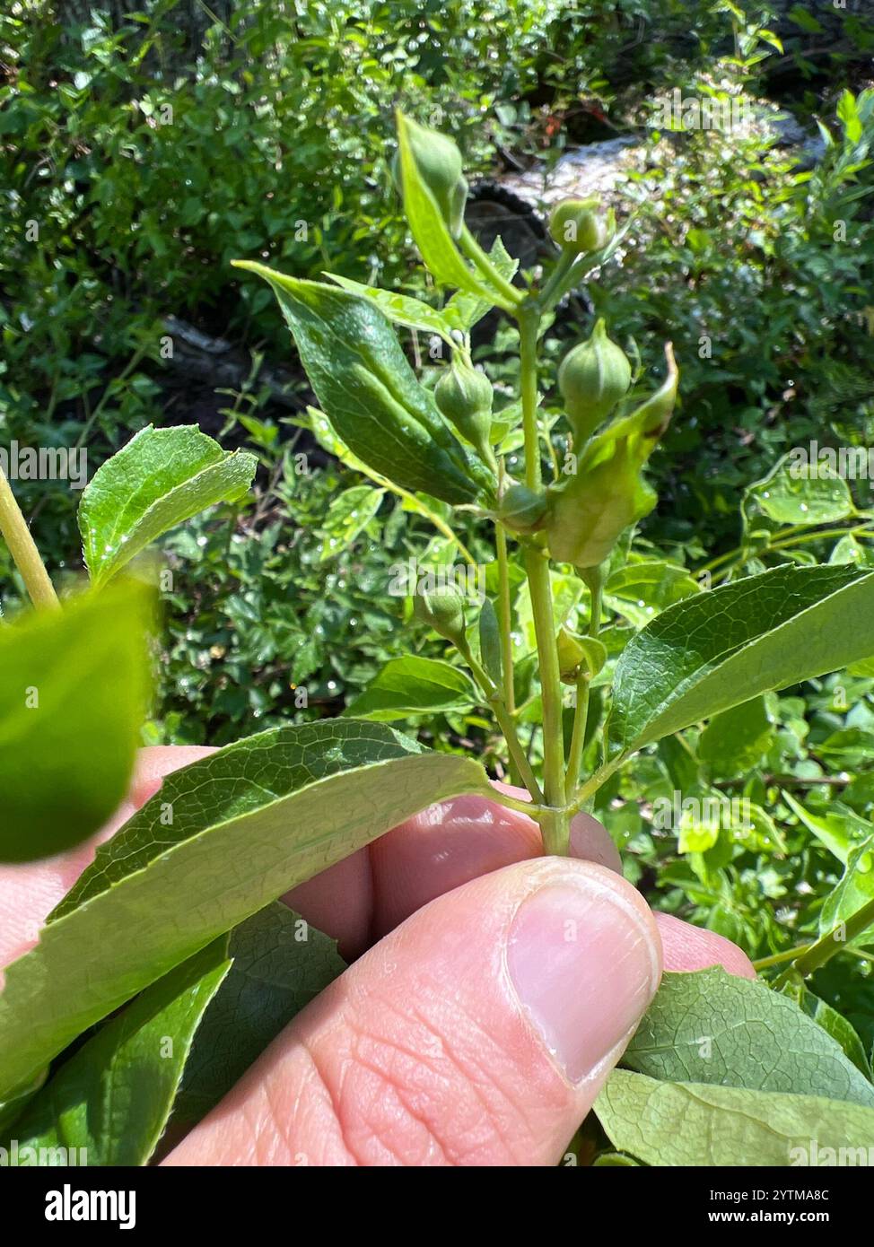 Lewis' mock orange (Philadelphus lewisii Stock Photo - Alamy