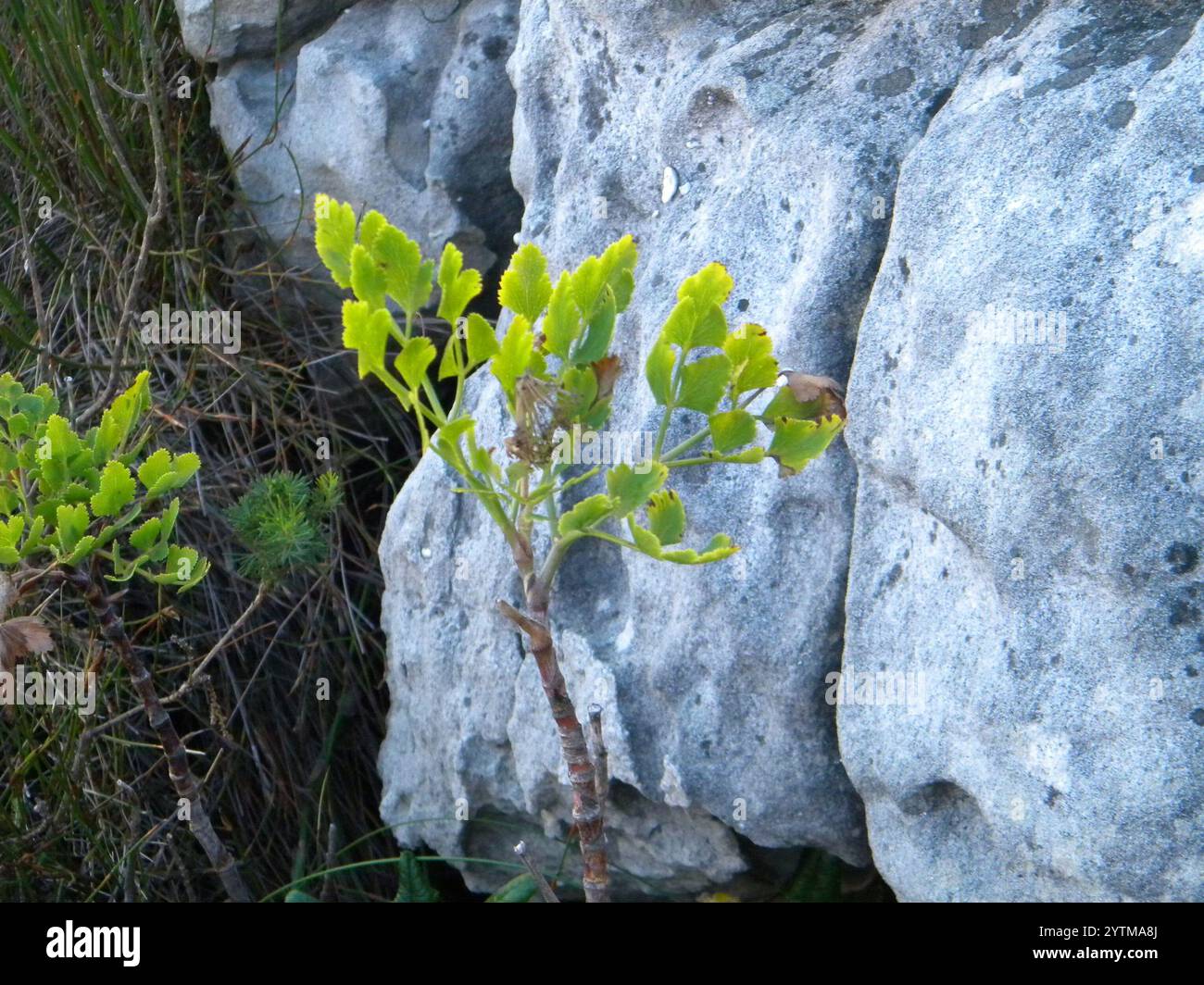 Blisterbush (Notobubon galbanum Stock Photo - Alamy