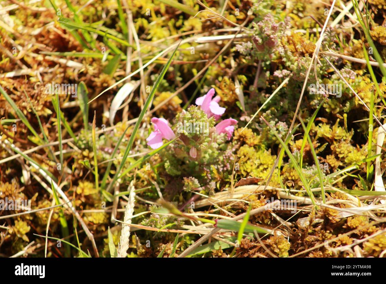 Common Lousewort (Pedicularis sylvatica Stock Photo - Alamy