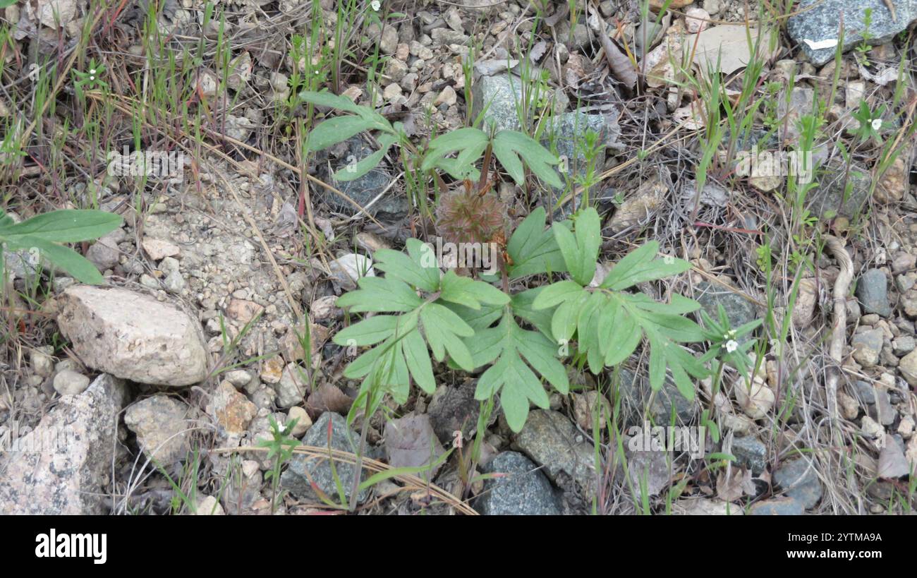 ballhead waterleaf (Hydrophyllum capitatum Stock Photo - Alamy