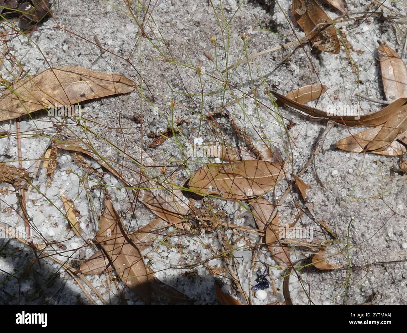 Wire-plant (Stipulicida setacea Stock Photo - Alamy