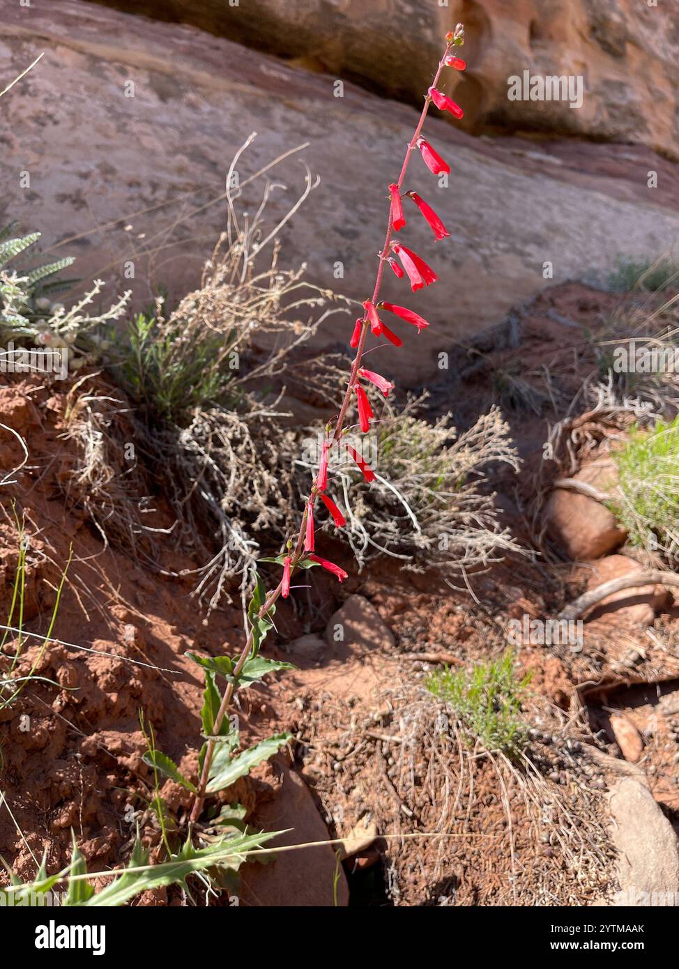 firecracker penstemon (Penstemon eatonii Stock Photo - Alamy