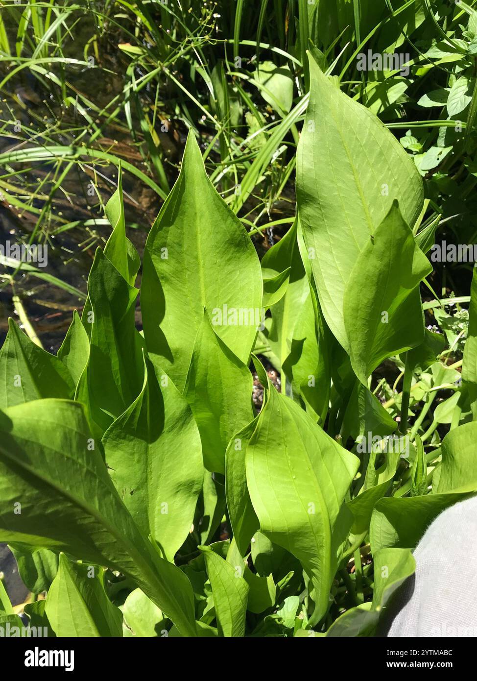 northern water-plantain (Alisma triviale Stock Photo - Alamy