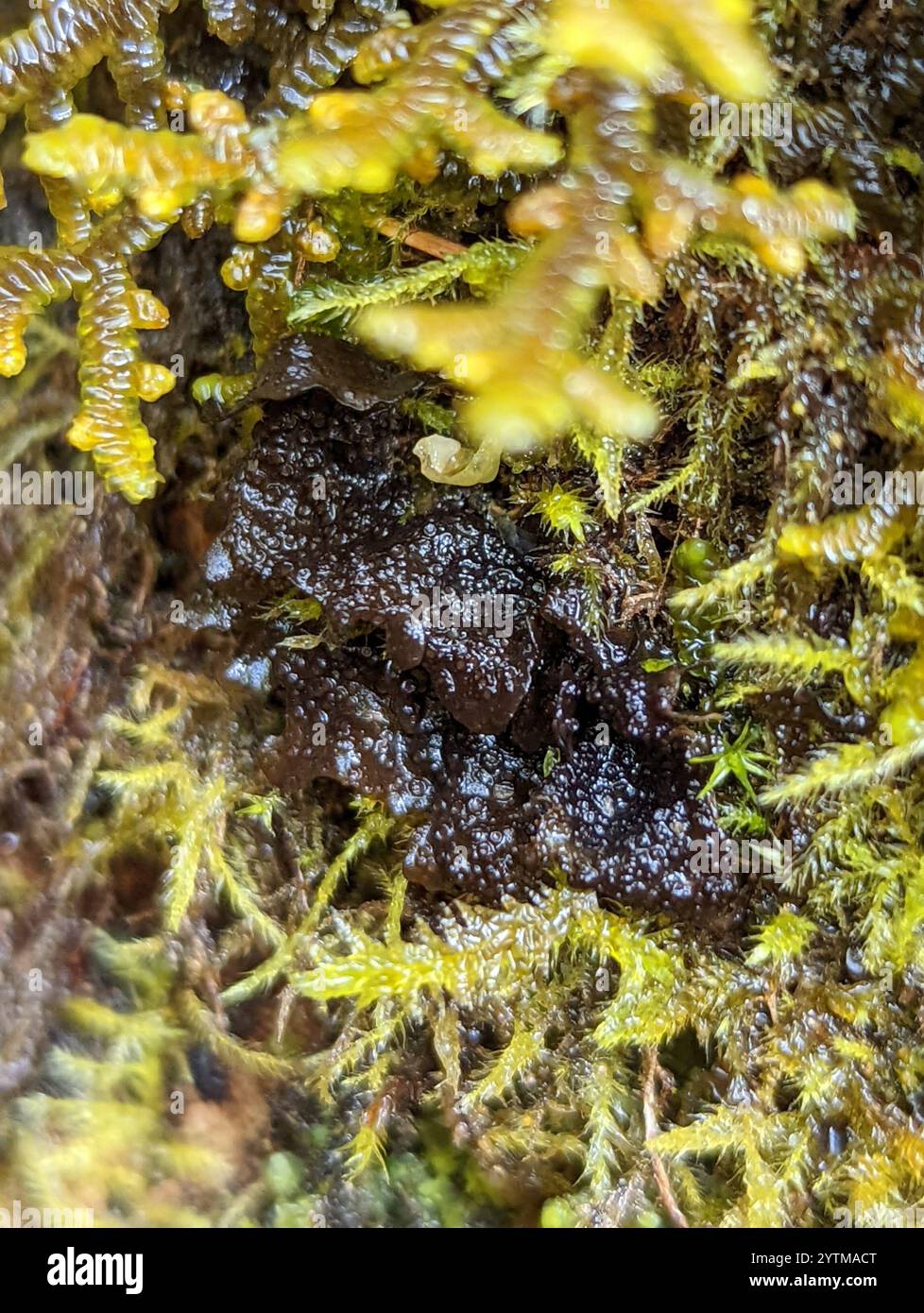 Peacock Vinyl Lichen (Scytinium polycarpum Stock Photo - Alamy