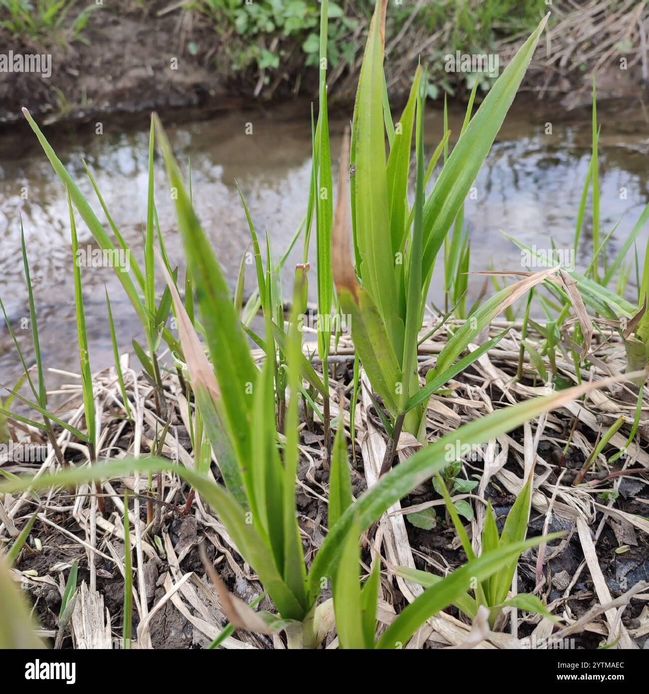 Wood Club-rush (Scirpus sylvaticus Stock Photo - Alamy