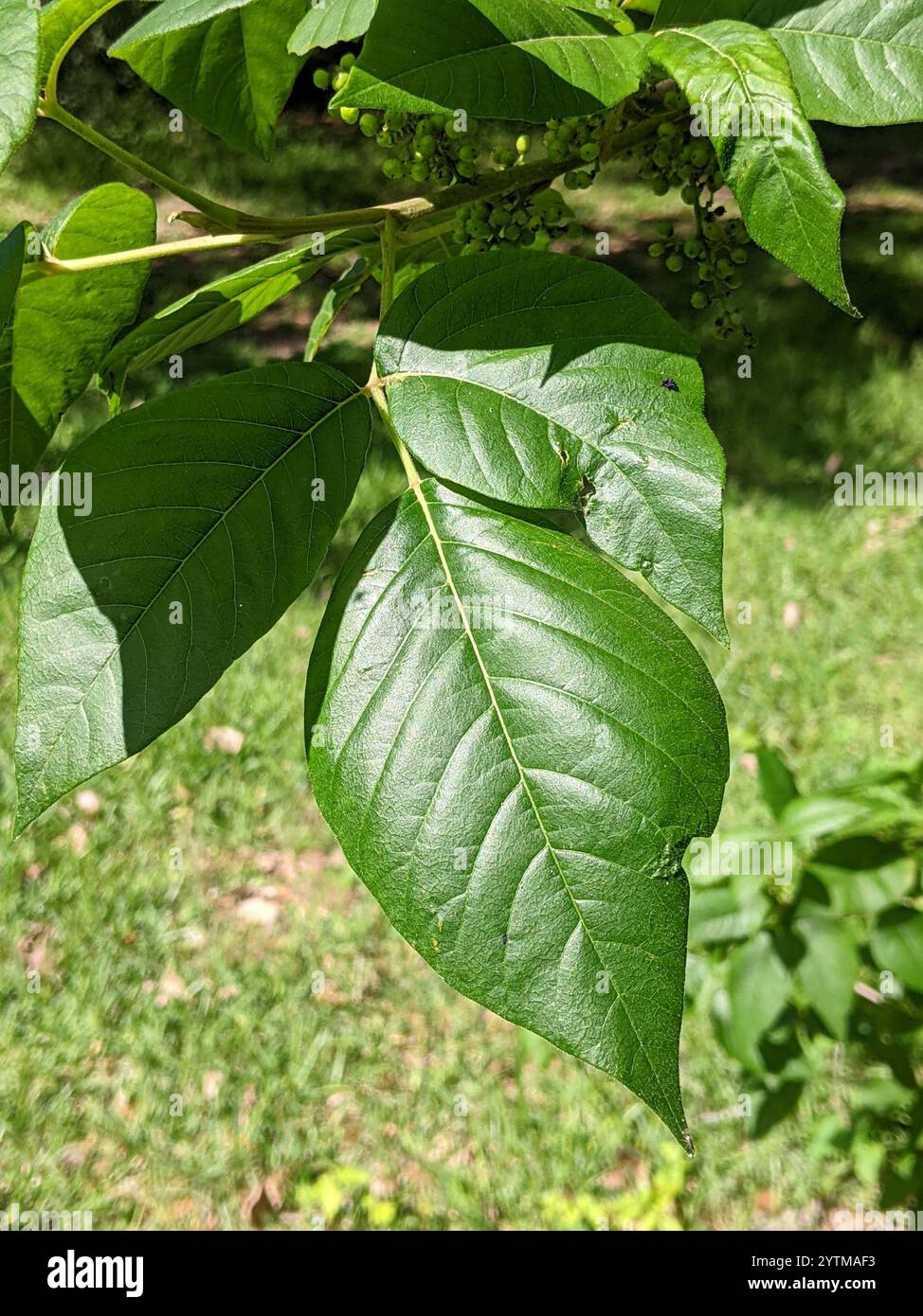 eastern poison ivy (Toxicodendron radicans Stock Photo - Alamy