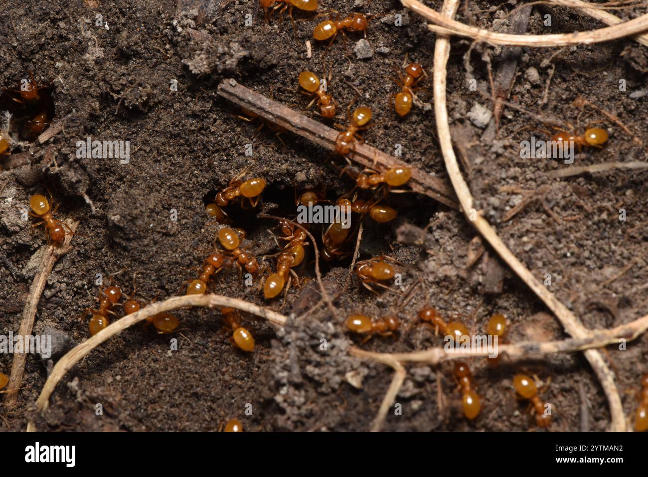 Citronella Ants (Acanthomyops Stock Photo - Alamy