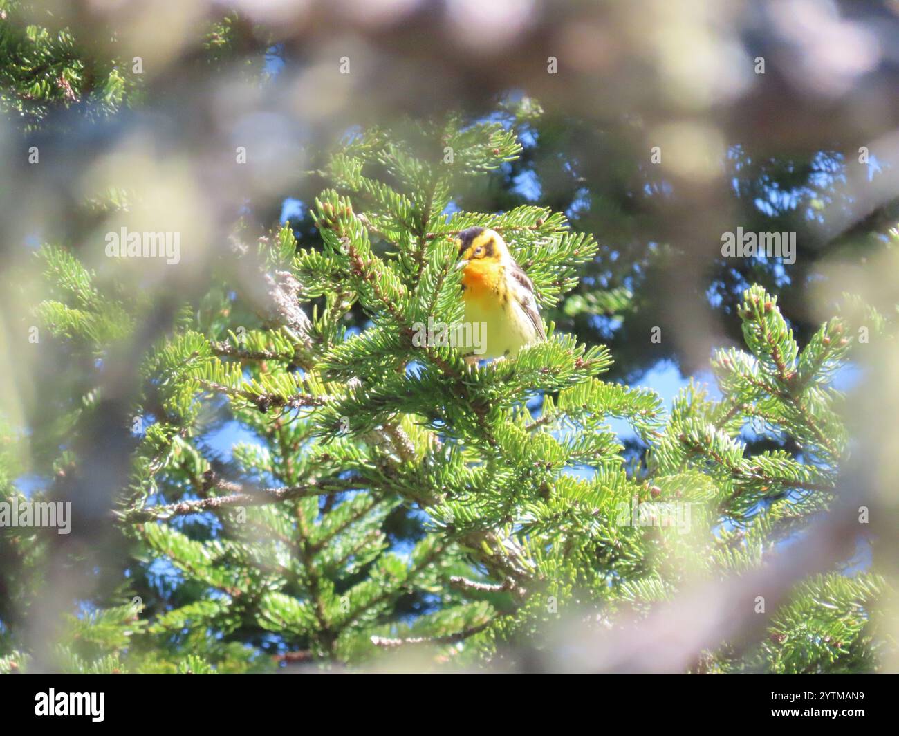 Blackburnian Warbler (Setophaga fusca Stock Photo - Alamy