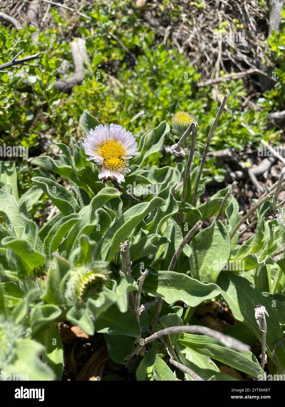 seaside daisy (Erigeron glaucus Stock Photo - Alamy