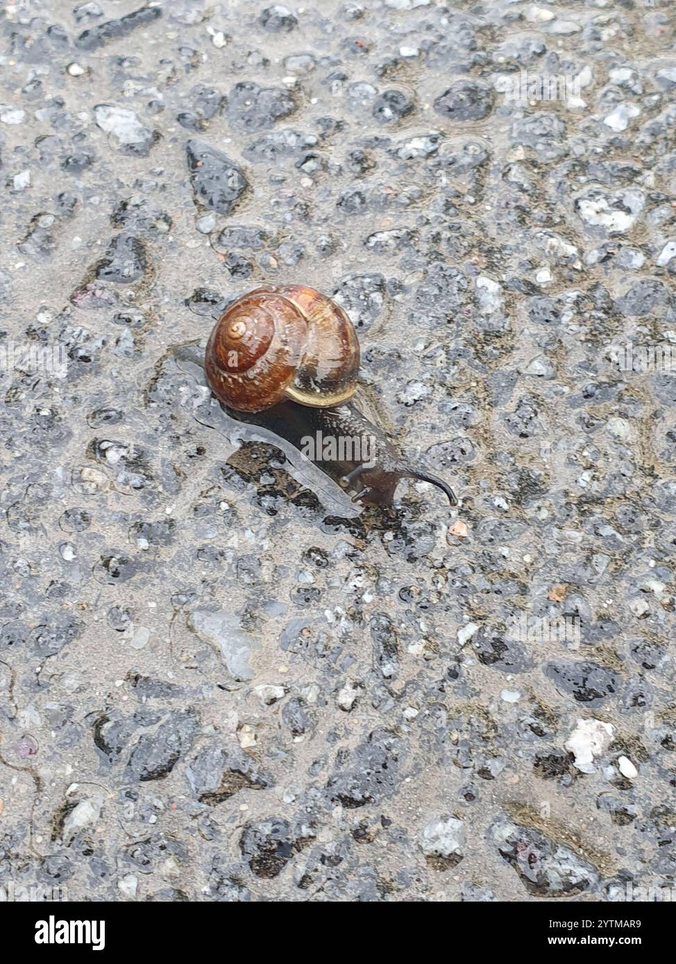 Copse Snail (Arianta arbustorum Stock Photo - Alamy