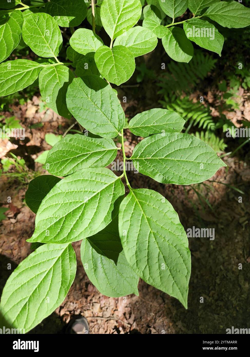 Buffalo-nut (Pyrularia pubera Stock Photo - Alamy