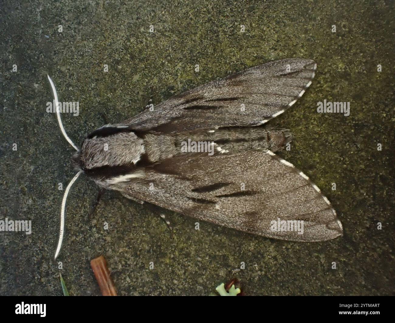 Pine Hawkmoth (Sphinx pinastri Stock Photo - Alamy
