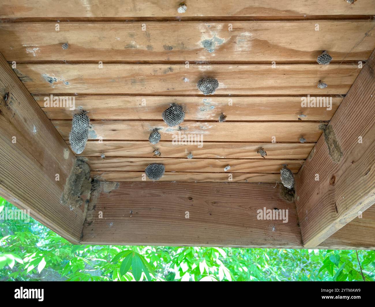 Caribbean Paper Wasp (Polistes crinitus Stock Photo - Alamy