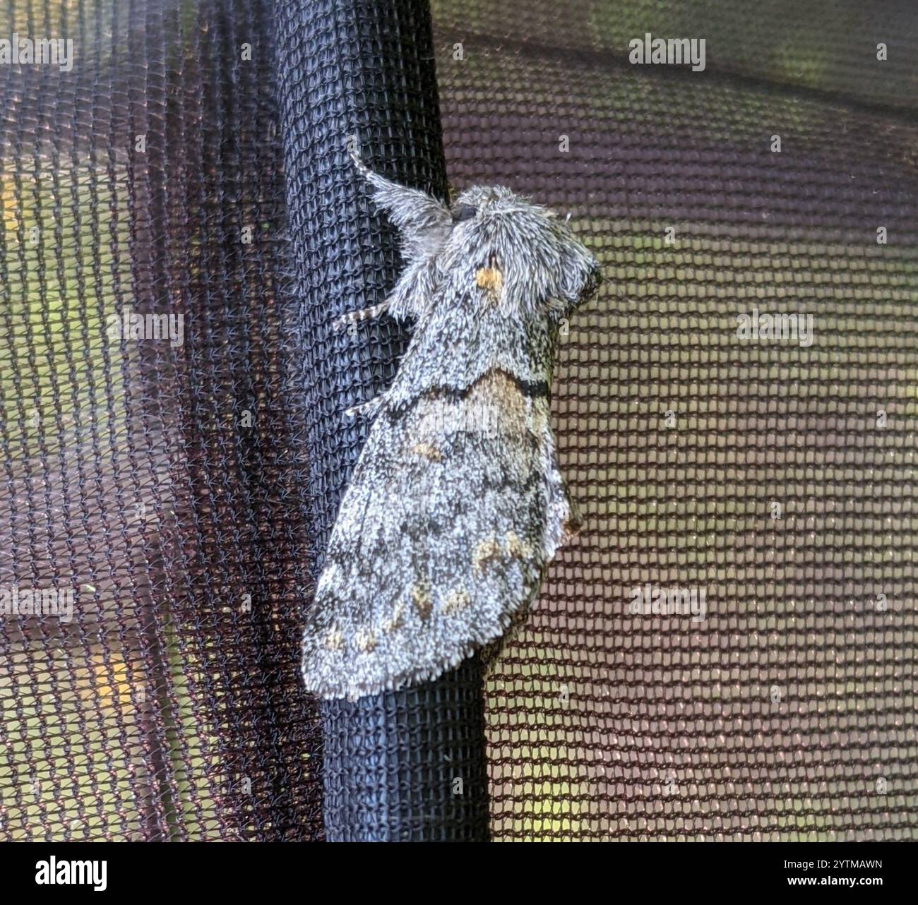 Banded Pebble Moth (Gluphisia severa Stock Photo - Alamy