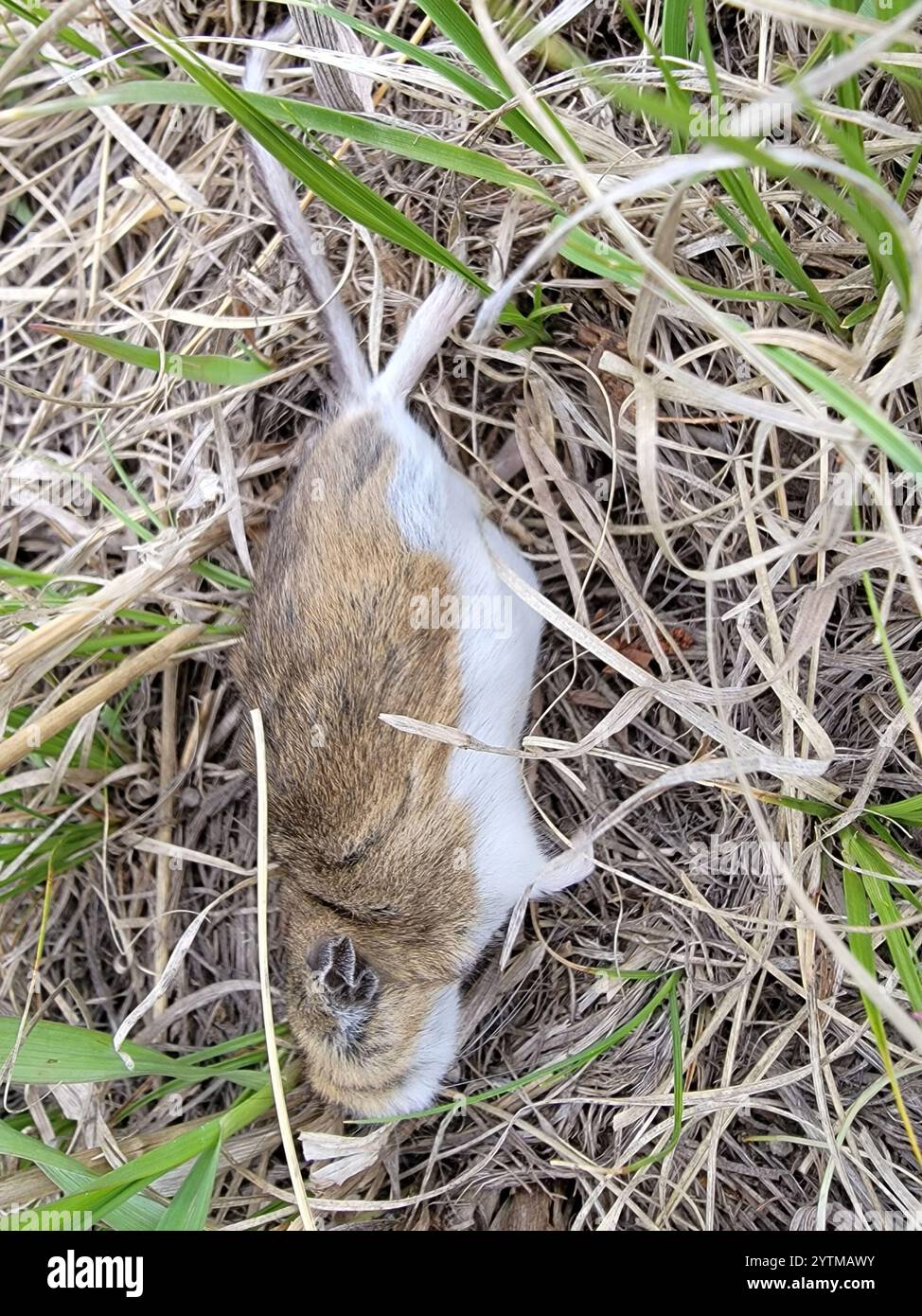 Western deer mouse hi-res stock photography and images - Alamy